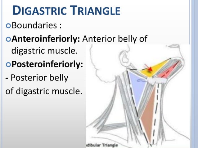 Anterior triangle of neck | PDF