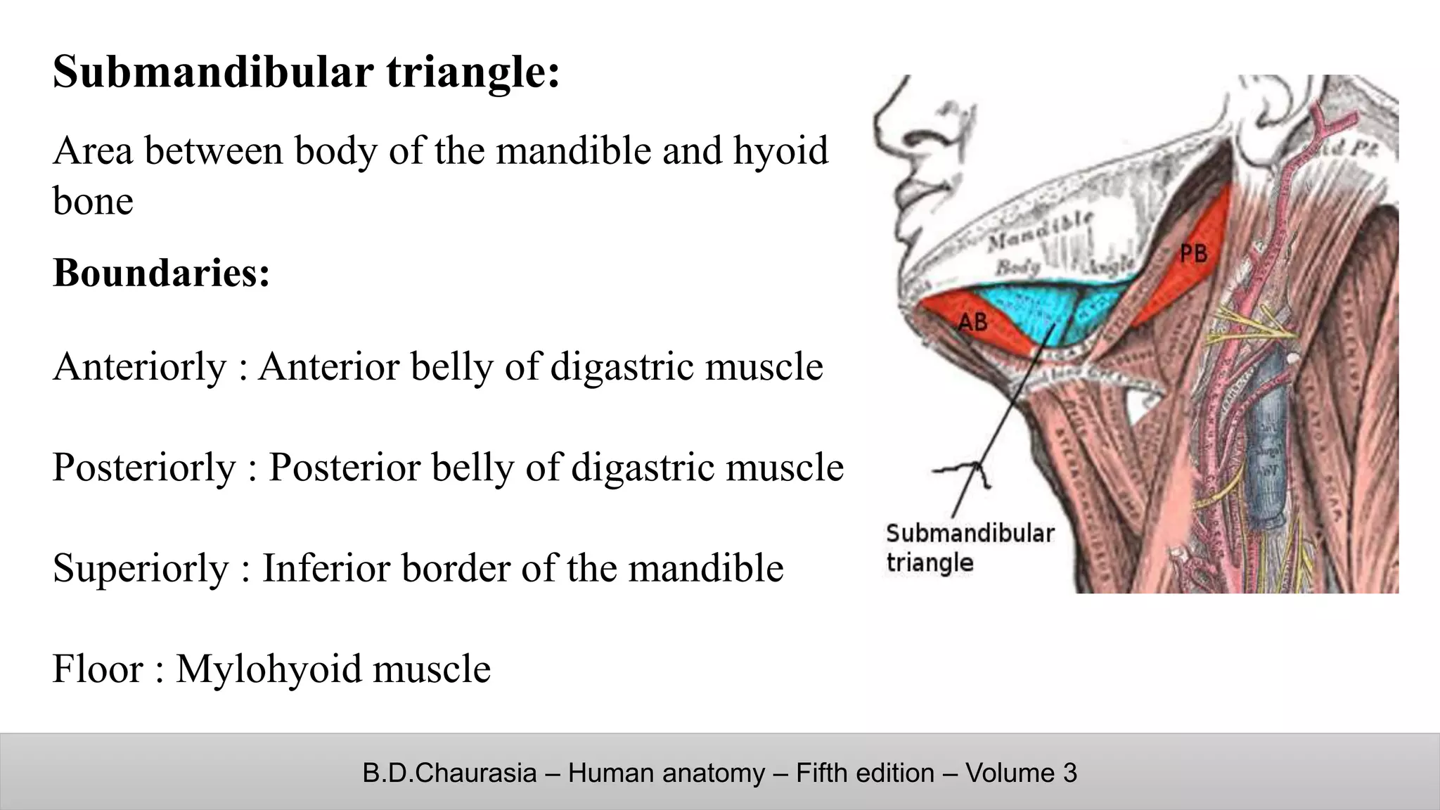Anterior Triangles Of Neck Ppt