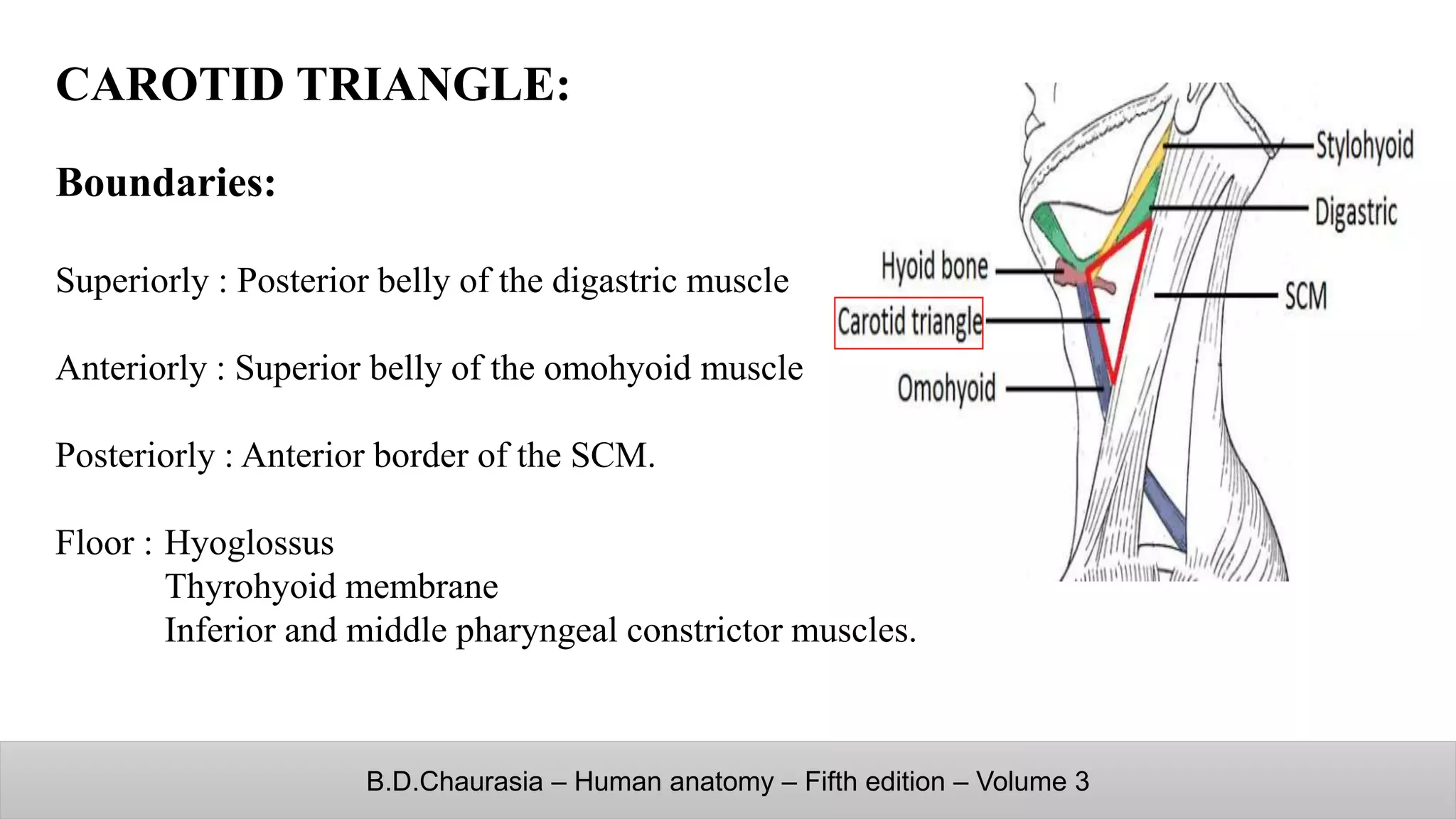 Anterior triangles of neck | PPTX