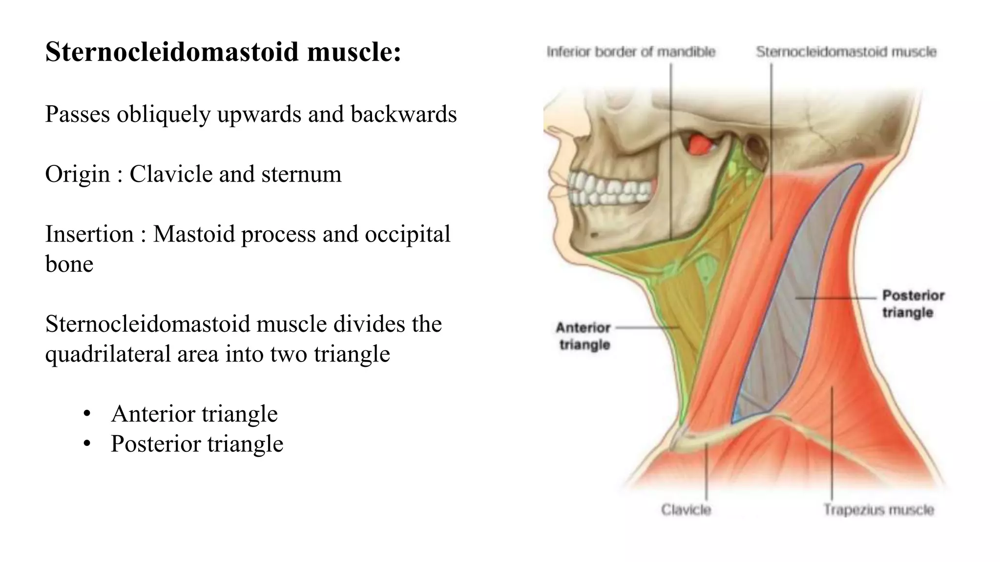 Anterior triangles of neck | PPTX