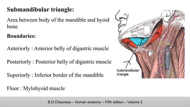 Anterior triangles of neck | PPTX | Death, Injury, or Military Conflict ...