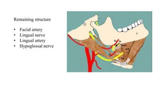 Anterior triangles of neck | PPTX