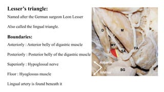 Anterior triangles of neck | PPTX