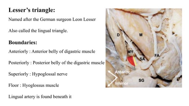 Anterior triangles of neck | PPTX | Death, Injury, or Military Conflict ...
