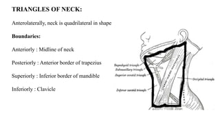 Anterior triangles of neck | PPTX