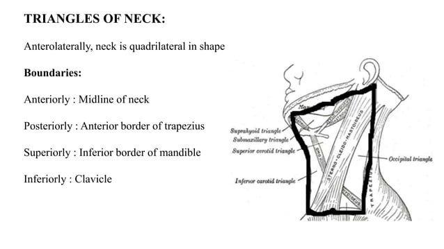 Anterior triangles of neck | PPTX | Death, Injury, or Military Conflict ...