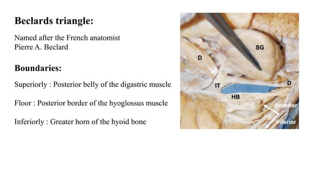 Anterior triangles of neck | PPTX | Death, Injury, or Military Conflict ...