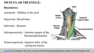 Anterior triangles of neck | PPTX | Death, Injury, or Military Conflict ...