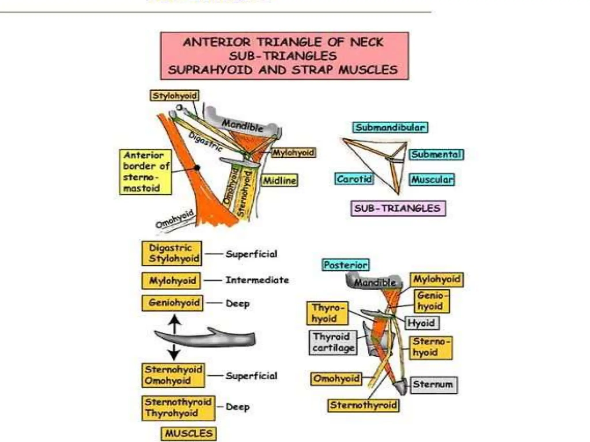 ANTERIOR TRIANGLE OF THE NECK AND IT'S CONTENT | PPTX