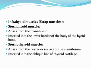 ANTERIOR TRIANGLE OF THE NECK AND IT'S CONTENT | PPTX