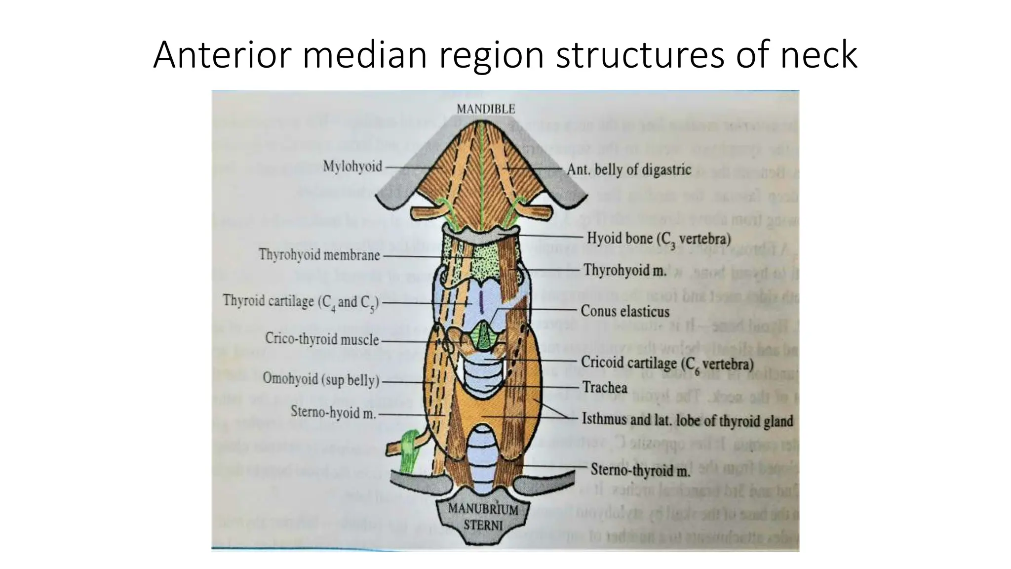 Anterior triangle- subdivisions & Anterior median region structures of ...