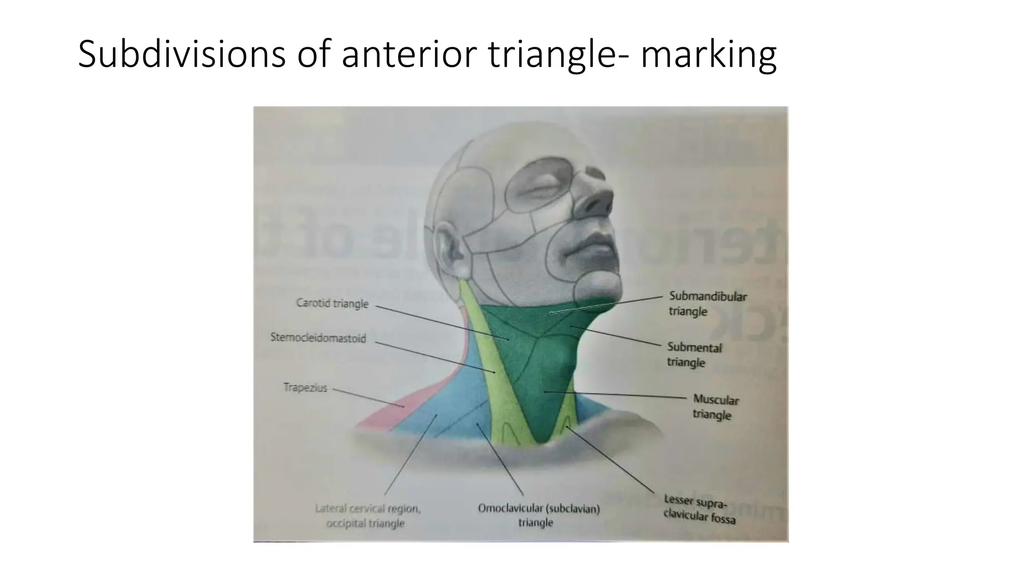 Anterior triangle- subdivisions & Anterior median region structures of ...