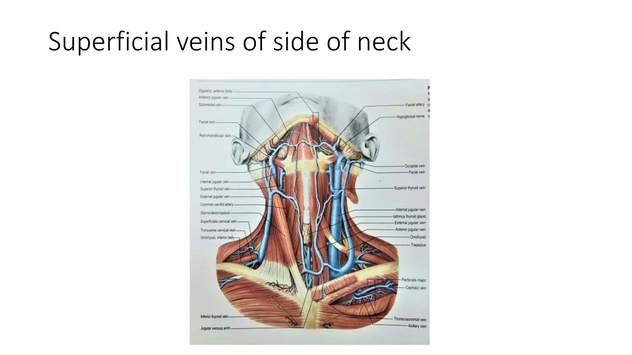 Anterior triangle- subdivisions & Anterior median region structures of ...