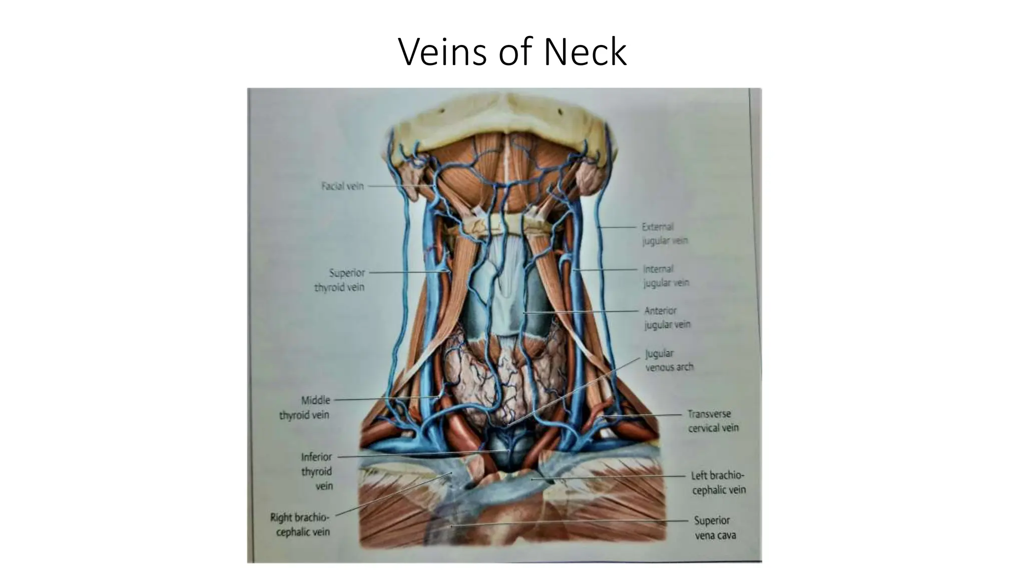 Anterior triangle- subdivisions & Anterior median region structures of ...