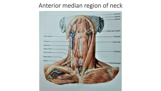 Anterior triangle- subdivisions & Anterior median region structures of ...