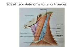 Anterior triangle- subdivisions & Anterior median region structures of ...