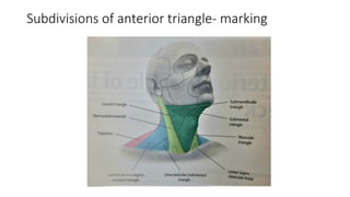 Anterior triangle- subdivisions & Anterior median region structures of ...