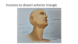 Anterior triangle- subdivisions & Anterior median region structures of ...