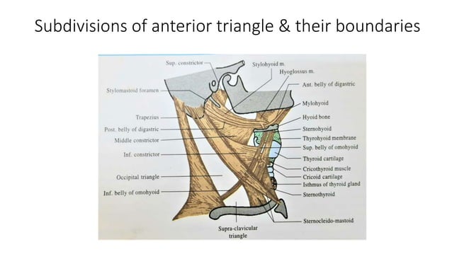 Anterior triangle- subdivisions & Anterior median region structures of ...