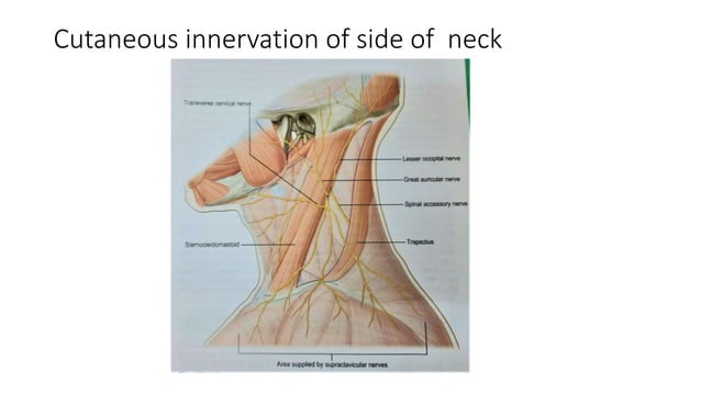 Anterior triangle- subdivisions & Anterior median region structures of ...
