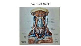 Anterior triangle- subdivisions & Anterior median region structures of ...