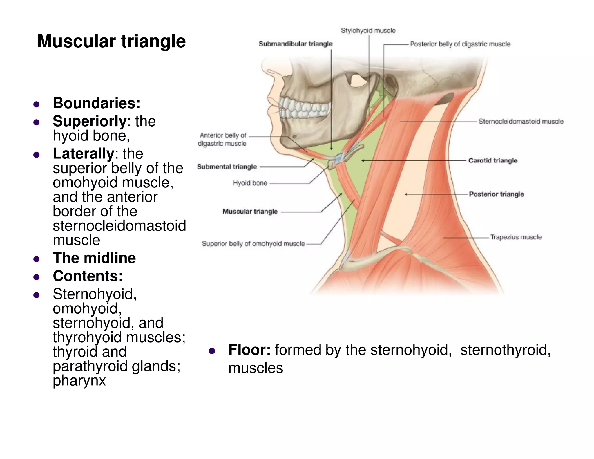 anterior_triangle_1.pdf