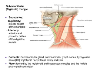 anterior_triangle_1.pdf