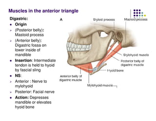 anterior_triangle_1.pdf