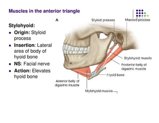 anterior_triangle_1.pdf