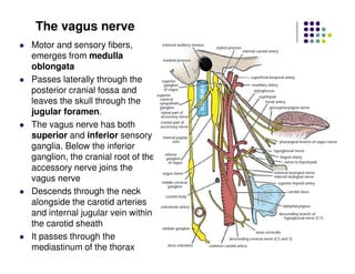 anterior_triangle_2.pdf