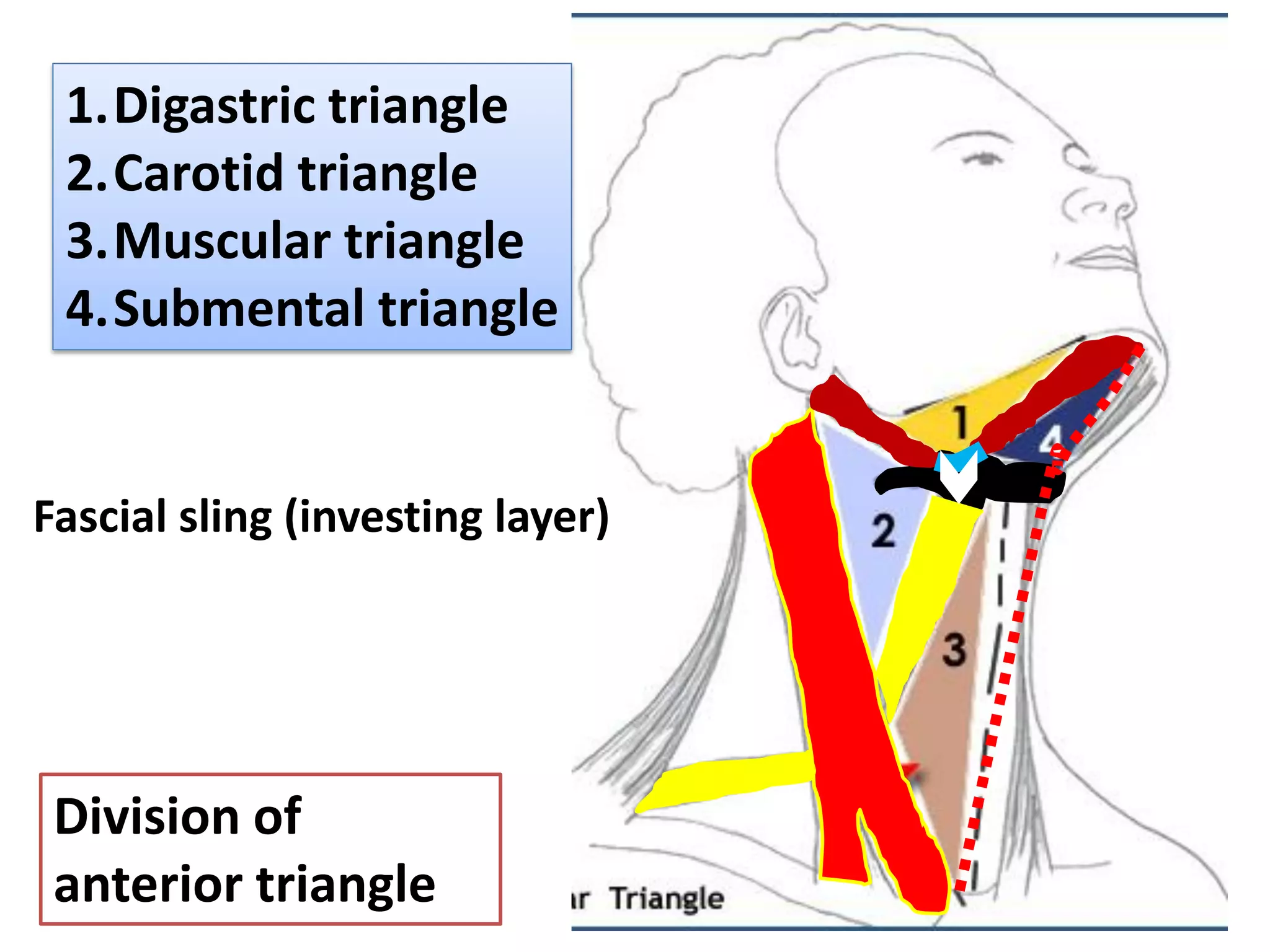 Anterior triangle of neck | PDF