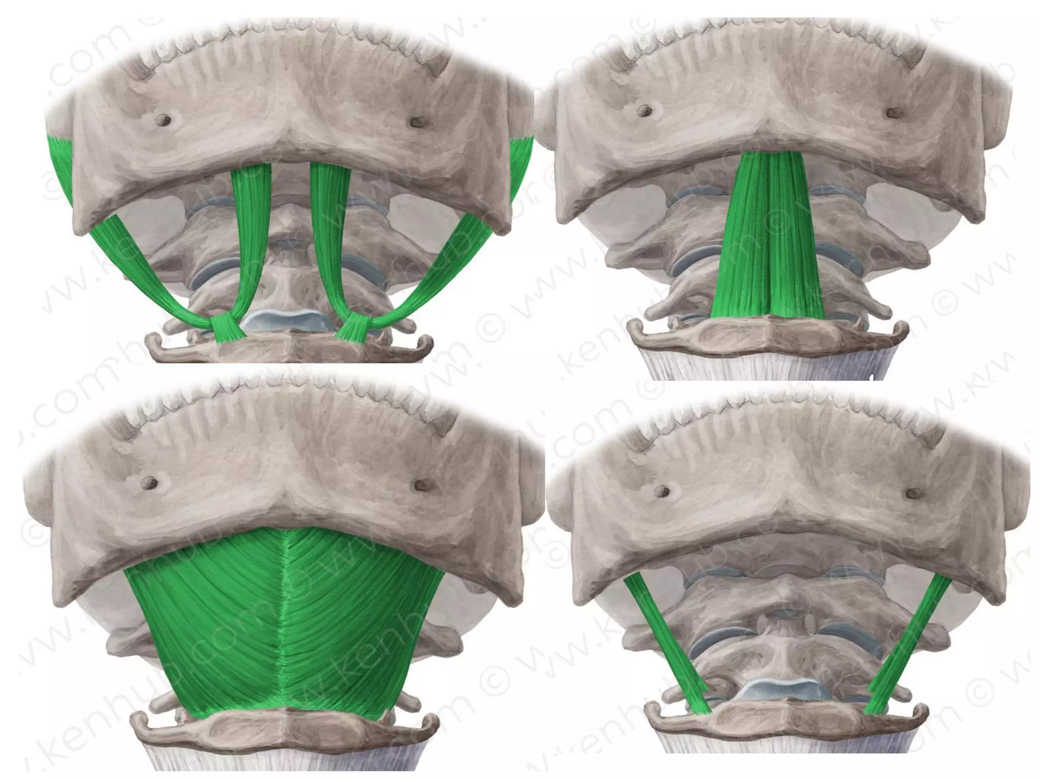 Anterior triangle of neck | PDF