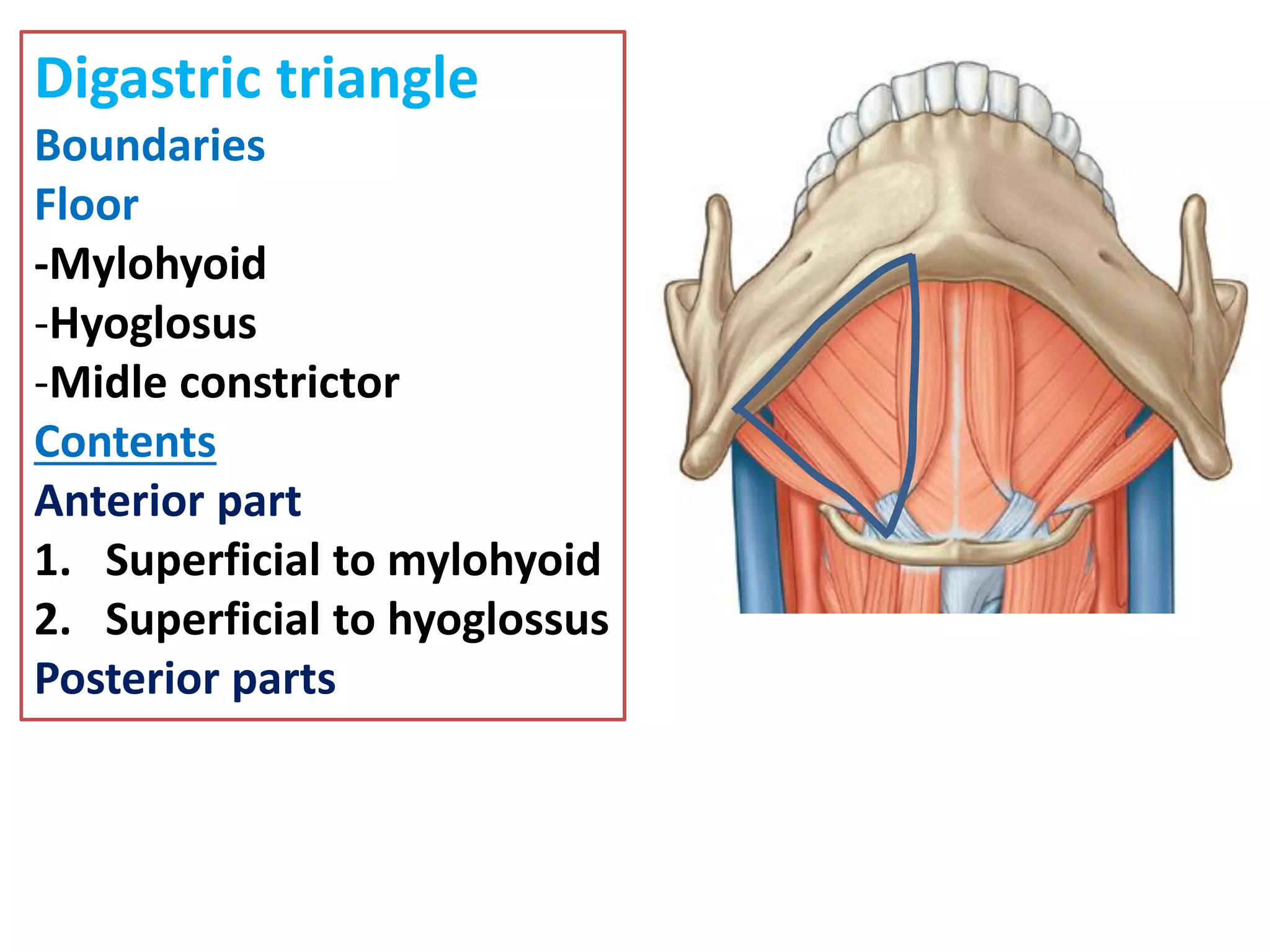 Anterior triangle of neck | PDF