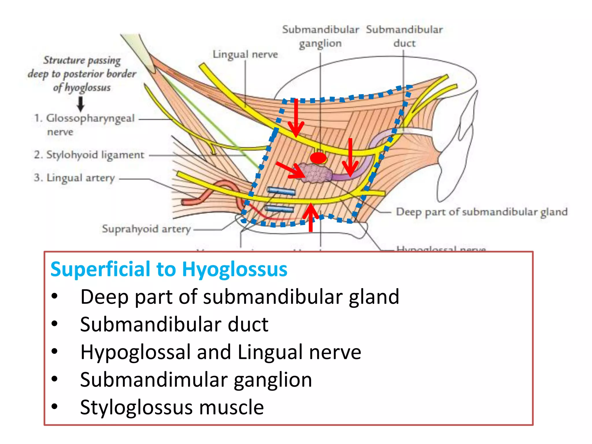 Anterior triangle of neck | PDF
