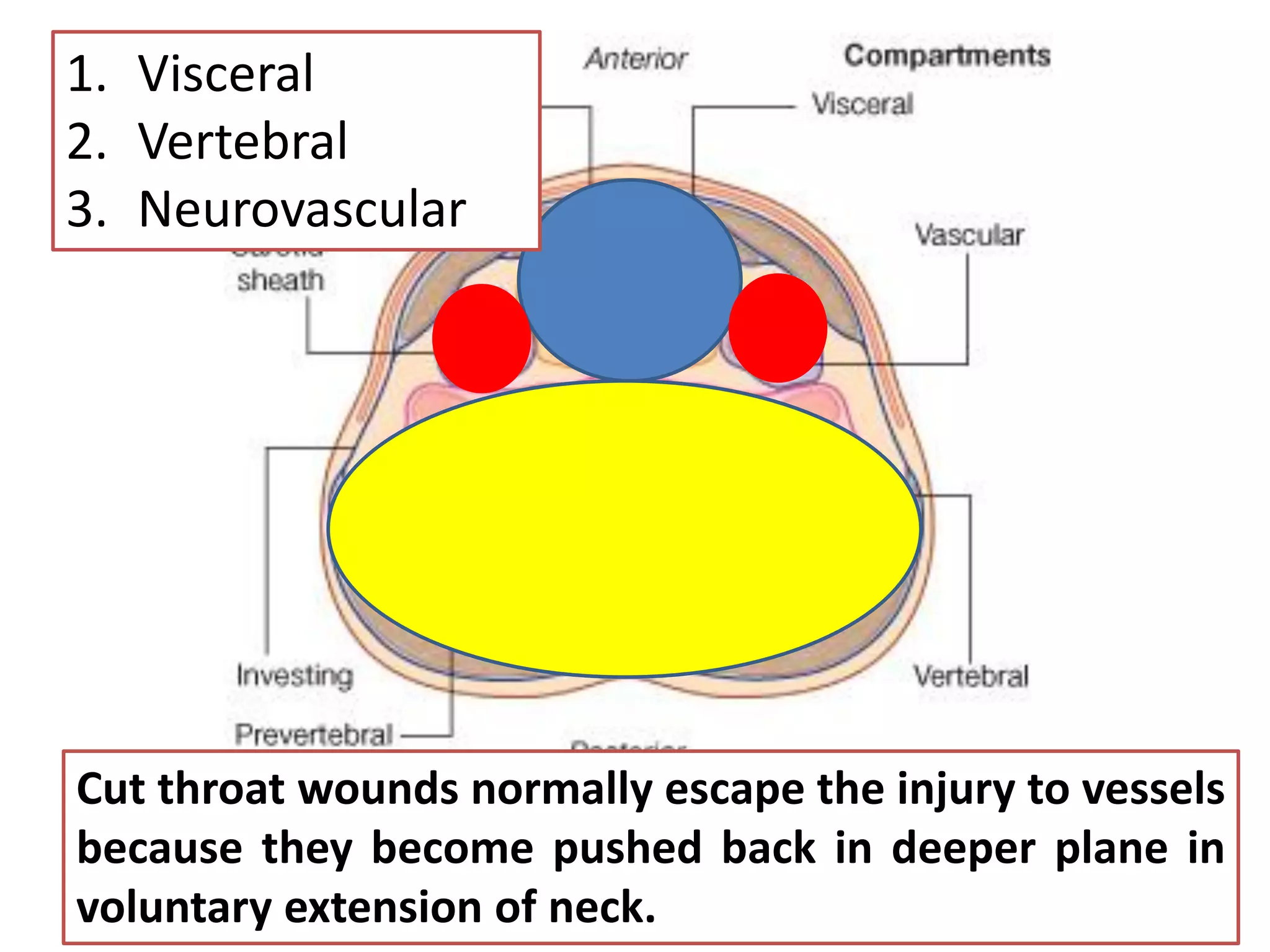 Anterior triangle of neck | PDF