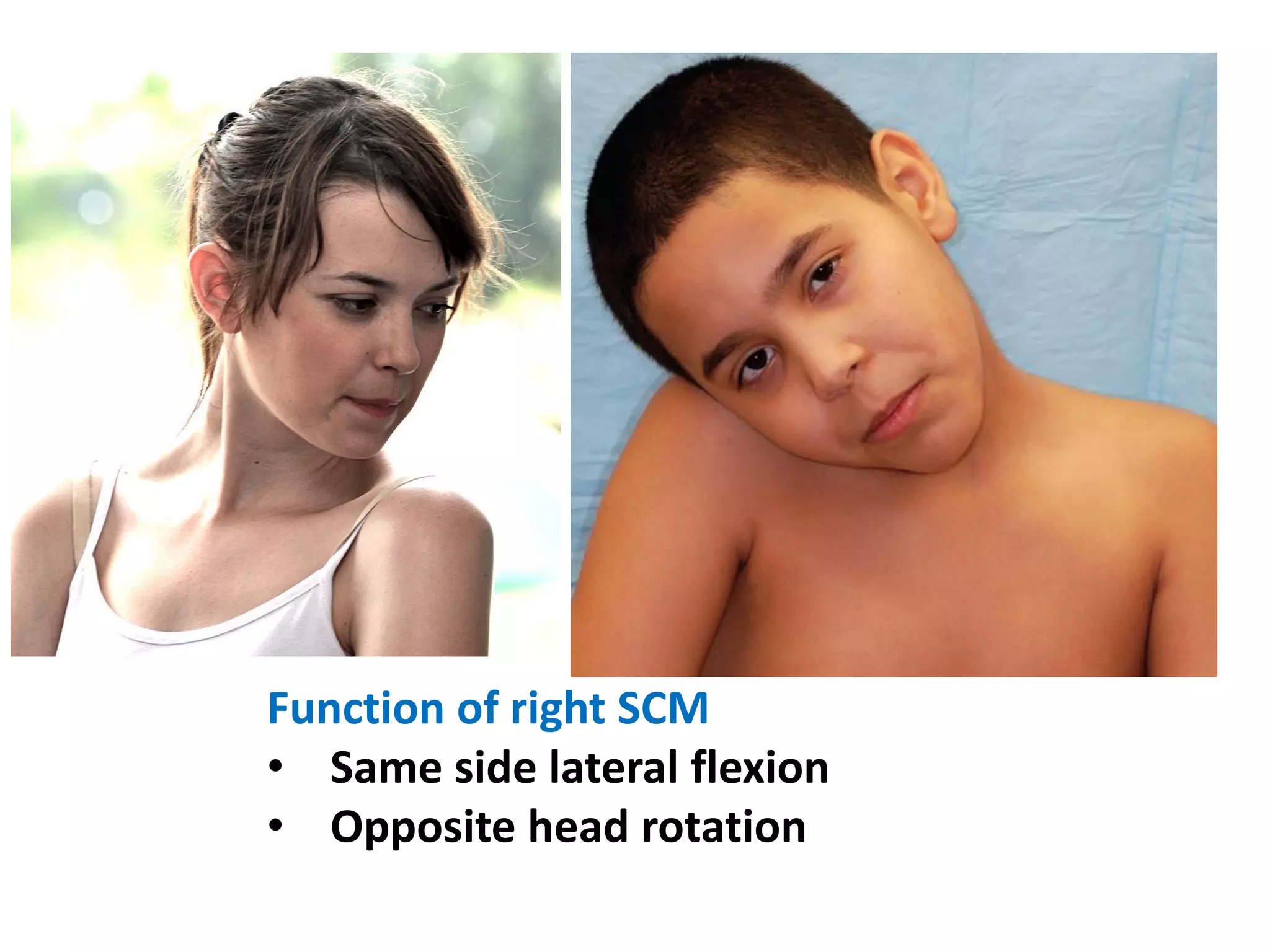 Anterior triangle of neck | PDF