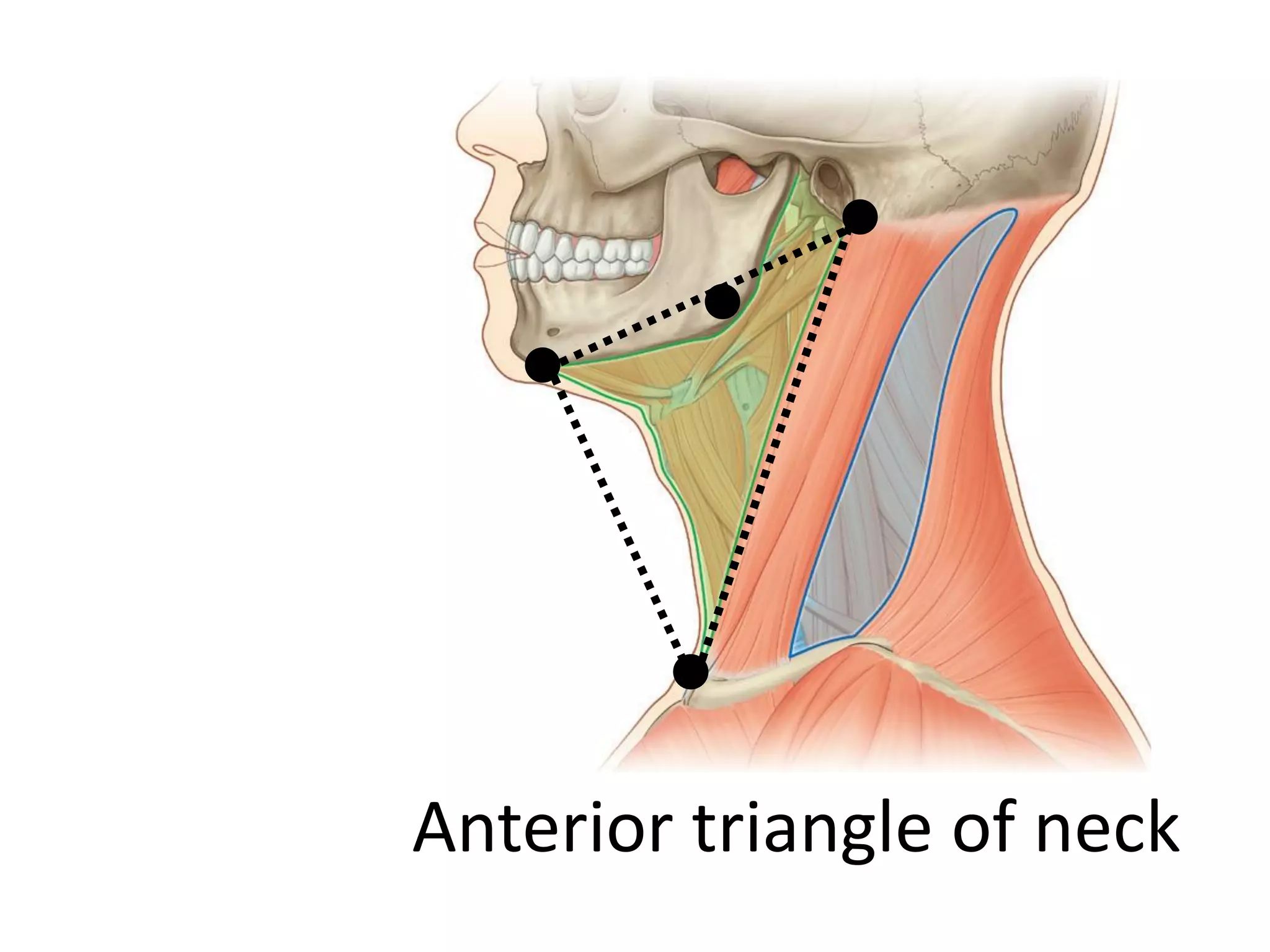 Anterior triangle of neck | PDF