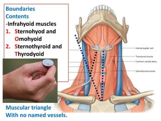 Anterior triangle of neck | PDF