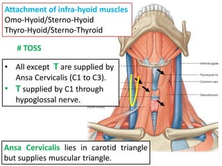 Anterior triangle of neck | PDF