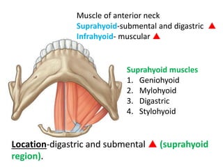 Anterior triangle of neck | PDF