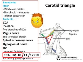 Anterior triangle of neck | PDF
