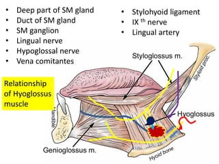 Anterior triangle of neck | PDF