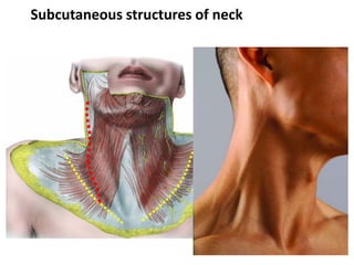 Anterior triangle of neck | PDF