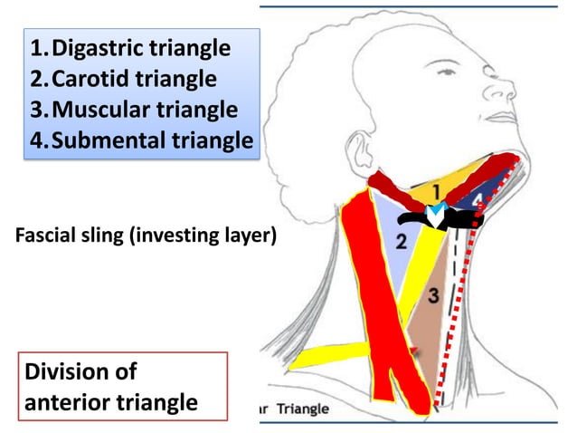 Anterior triangle of neck | PPT