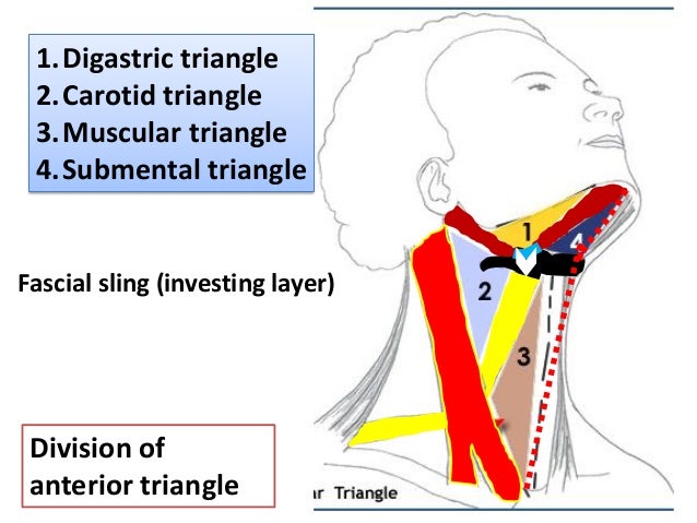 Anterior triangle of neck