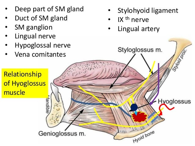 Anterior triangle of neck