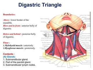 Anterior triangle of neck | PPTX