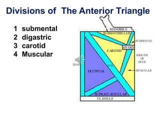 Anterior triangle of neck | PPTX | Thyroid Disorders | Endocrine and ...