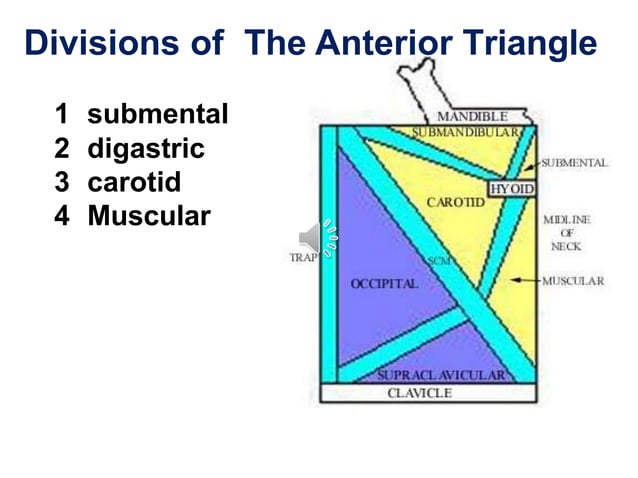 Anterior triangle of neck | PPTX | Thyroid Disorders | Endocrine and ...