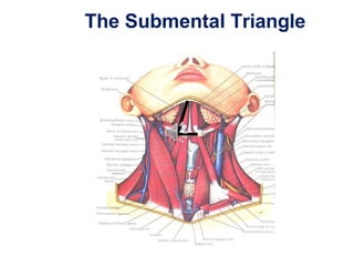 Anterior triangle of neck | PPTX